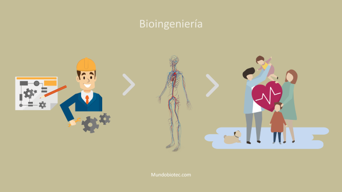 ¿Bioingeniería? - Mundobiotec